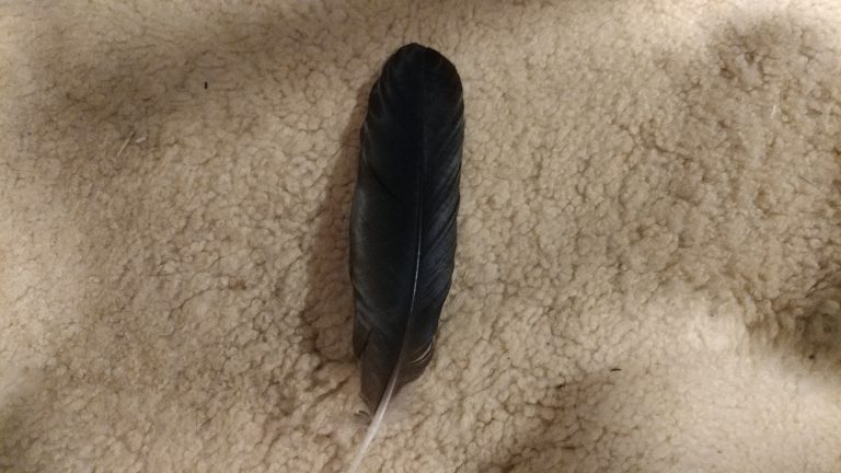 Finding Crow feathers A gift from Spirit - Learning to be spiritual
